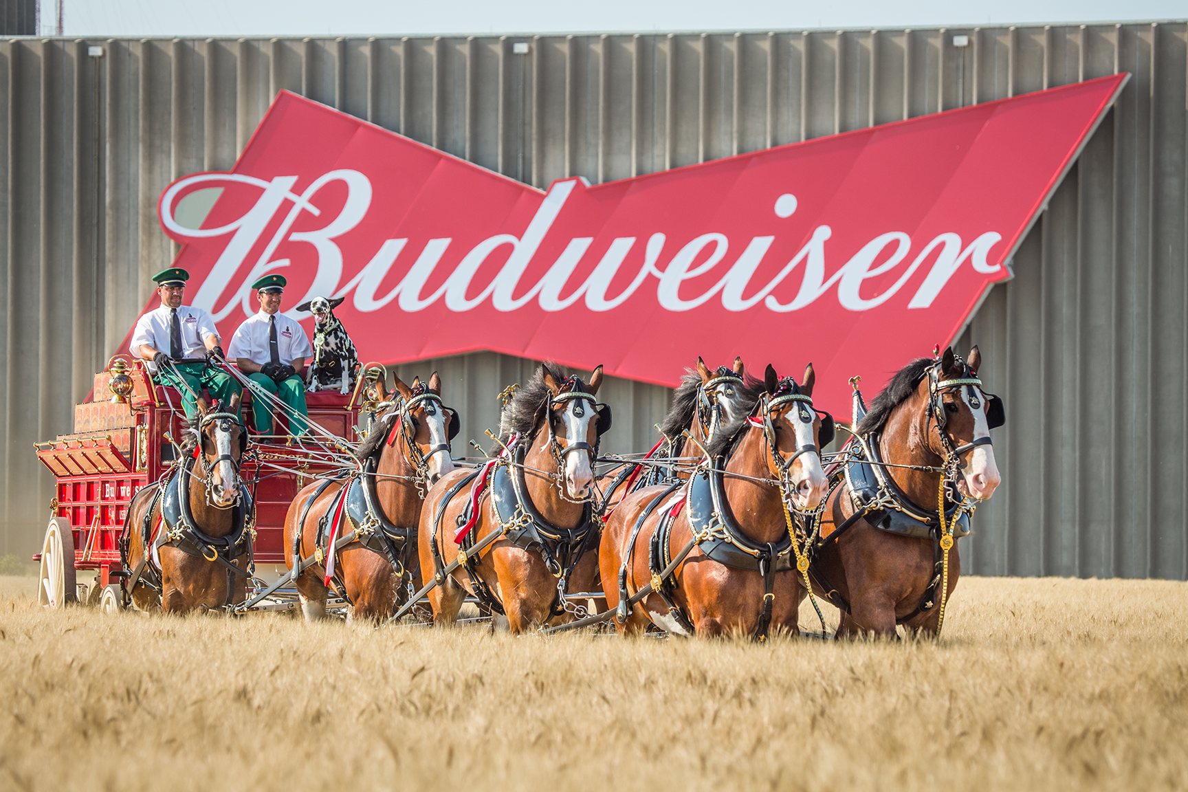 World-Famous Budweiser Clydesdales to Appear in East Tennessee - www ...